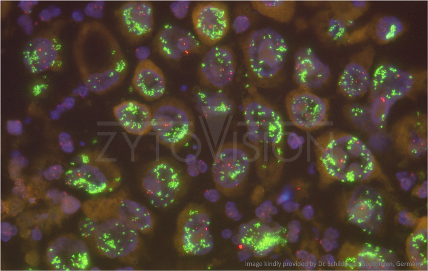 Image Gallery - ZytoVision GmbH