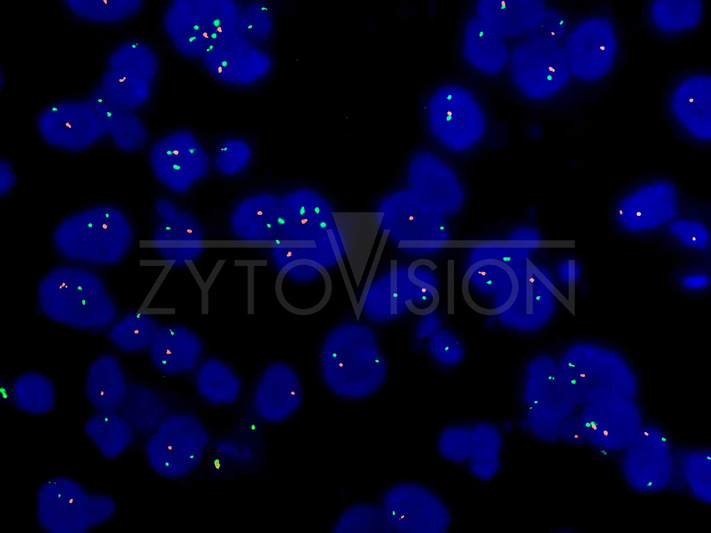 Image Gallery - ZytoVision GmbH