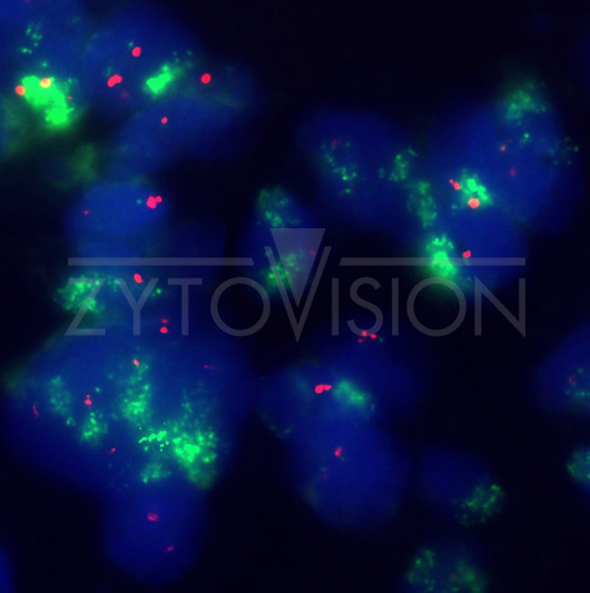 Image Gallery - ZytoVision GmbH